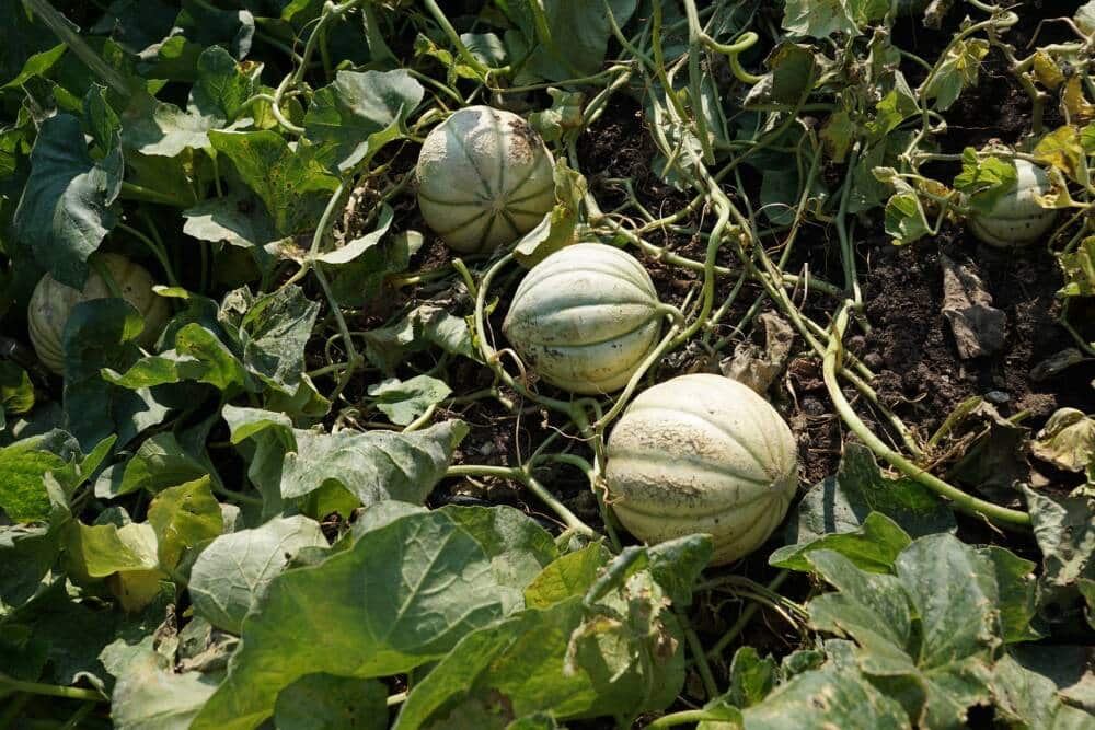 Tout sur le melon du Haut Poitou ! | Tourisme en Vienne
